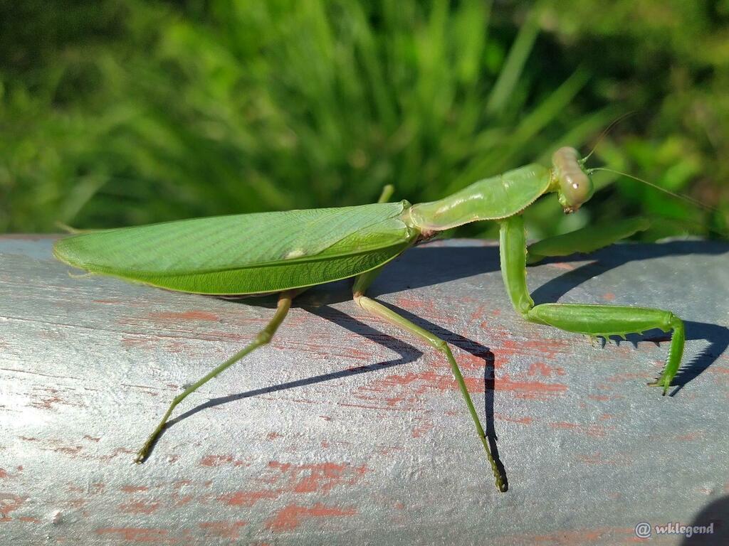 Giant Asian Mantis from 香港茶寮坳 on December 23, 2022 at 02:20 PM by ...