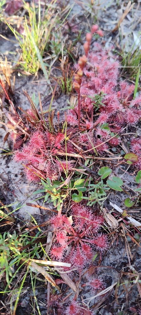 Pink Sundew from Spring Hill, FL 34608, USA on December 23, 2022 at 07: ...