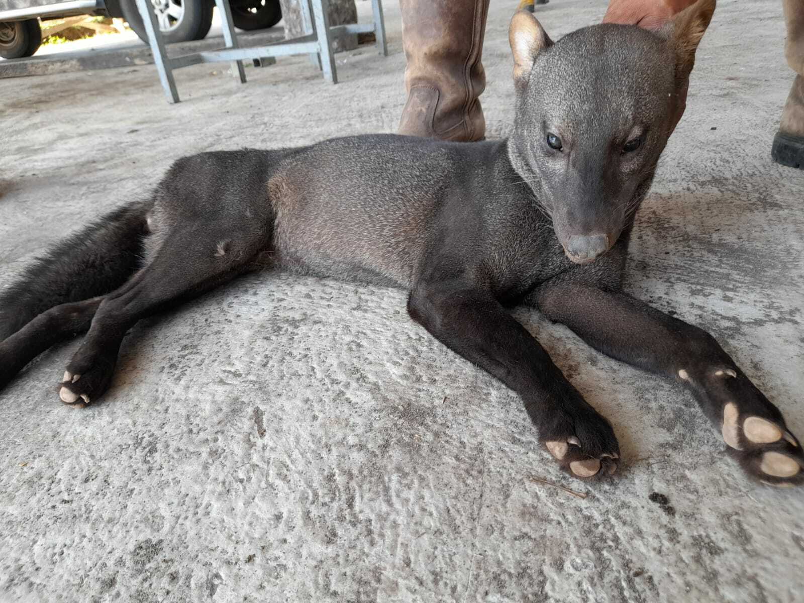 Atelocynus microtis (Sclater, 1883)