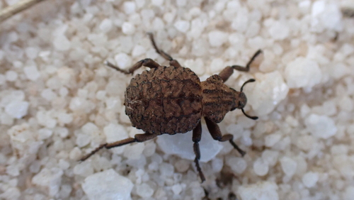 Brachycerus callosus · iNaturalist