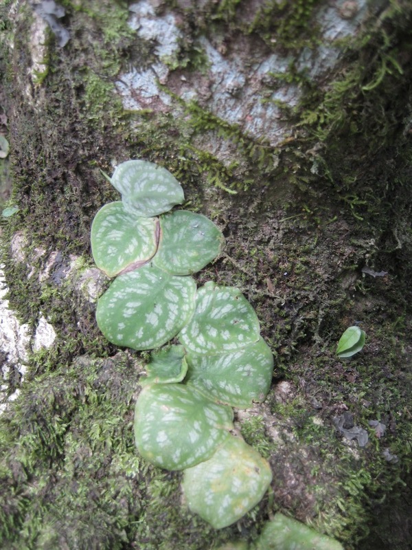 Monstera tuberculata var. brevinoda (Standl. & L.O.Williams) Madison