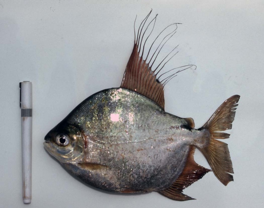 (Myleus setiger) - Marine Life Identification