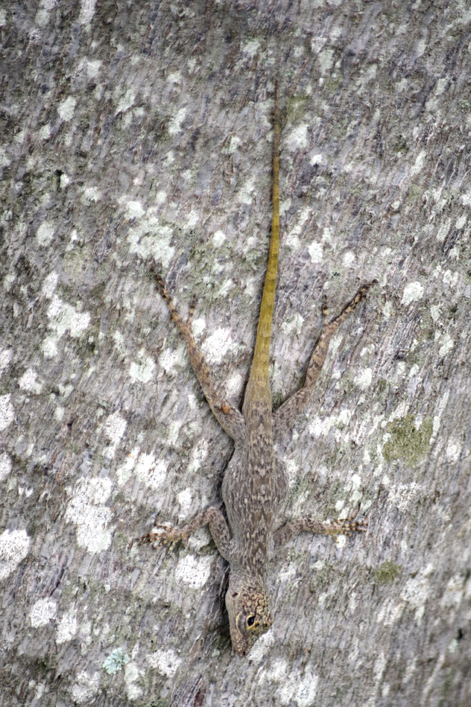 Bark Anole from West End, FL, USA on December 18, 2022 at 12:50 PM by ...