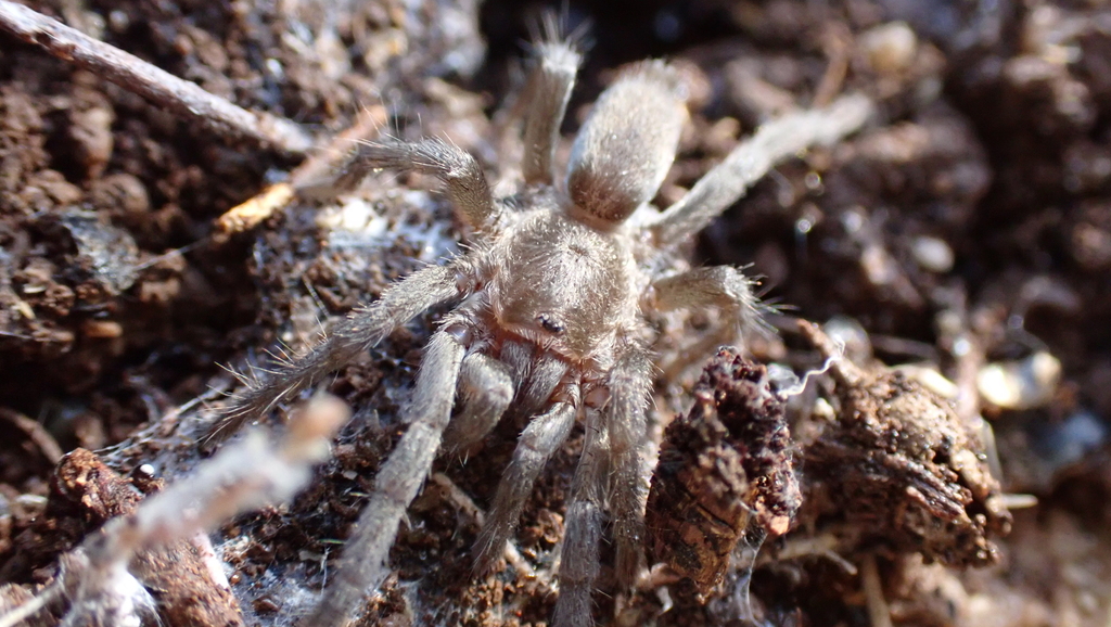 Ischnocolus valentinus from Province de Malaga, Espagne on December 18 ...