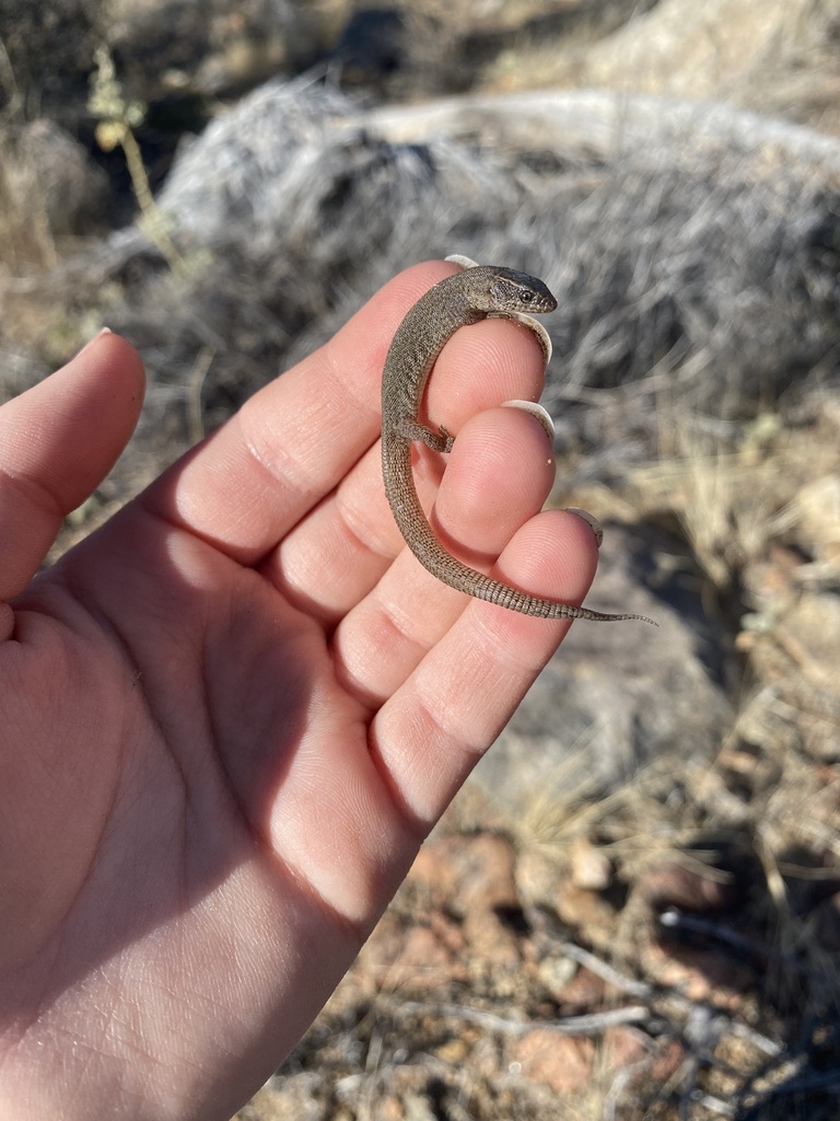 Desert Night Lizard in December 2022 by Oonagh · iNaturalist