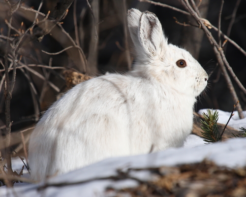 Snowshoe Rabbit In The Taiga