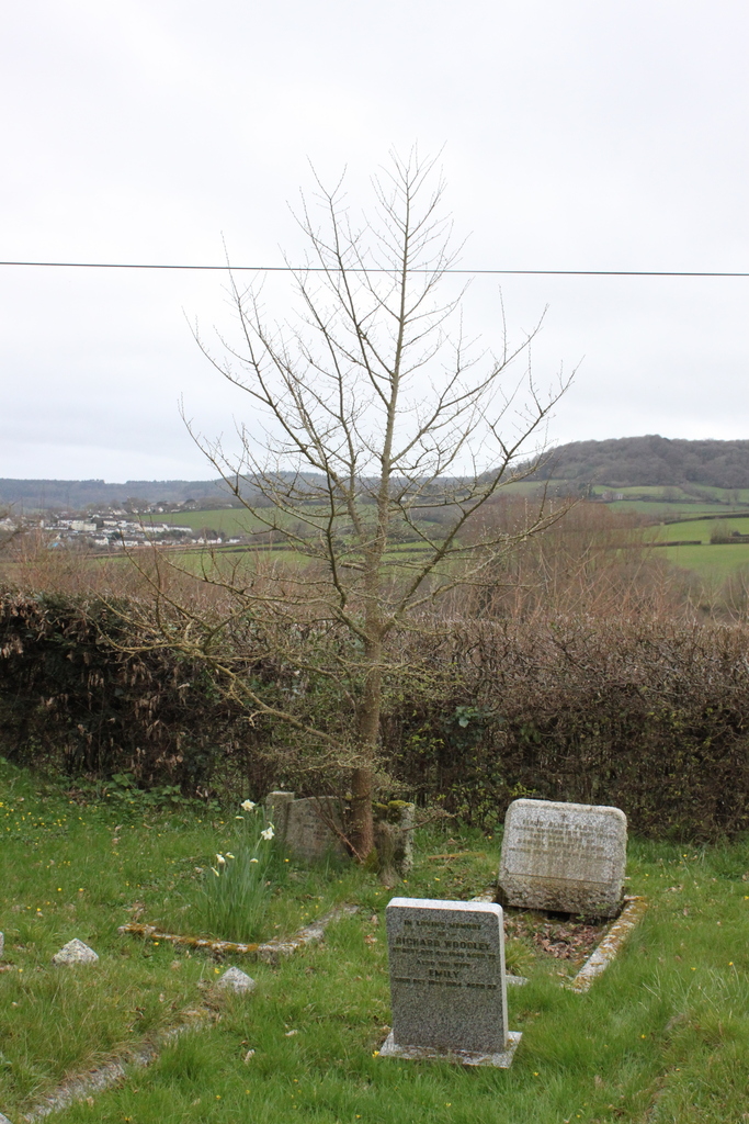 Field Elm from Sidmouth, East Devon on January 04, 2021 by Sidmouth ...