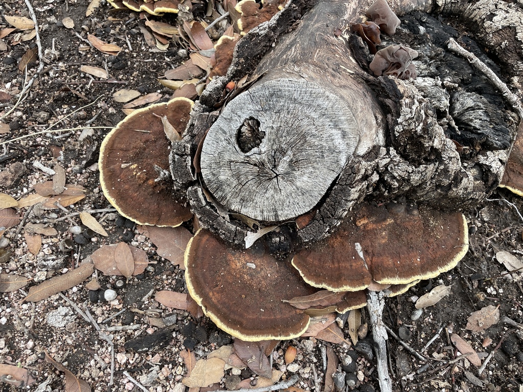Hongo de repisa mostaza (Macrohongos de Cali (Colombia)) · NaturaLista ...