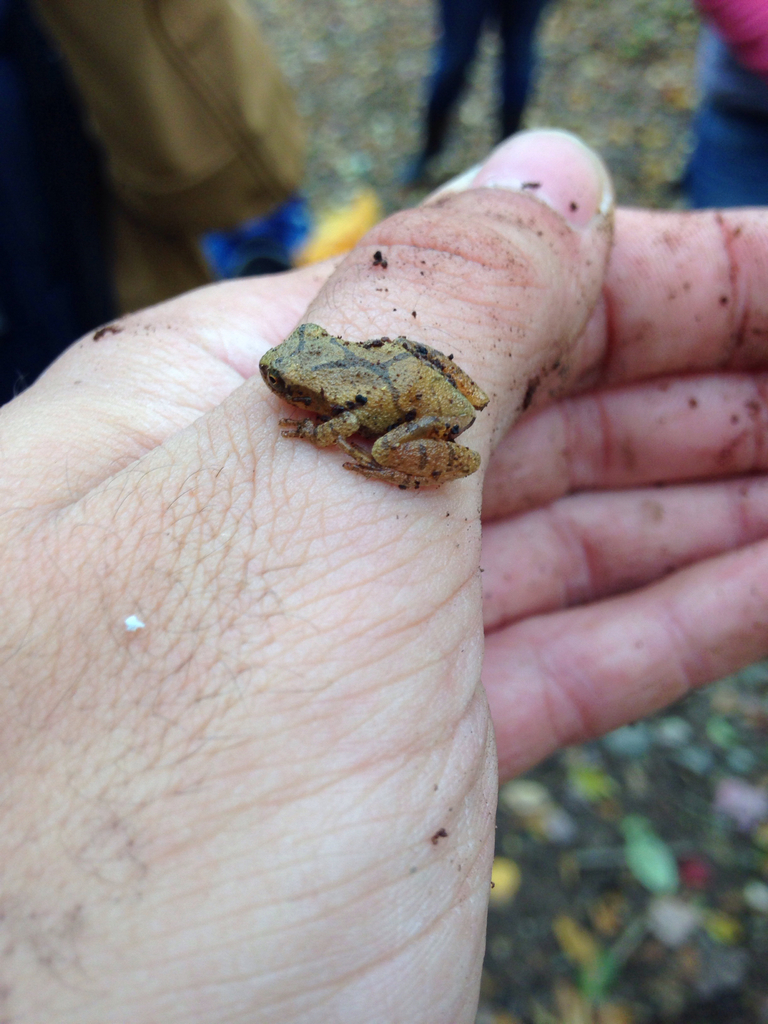 Spring Peeper from Adirondack Park Preserve, Brighton, NY, US on ...
