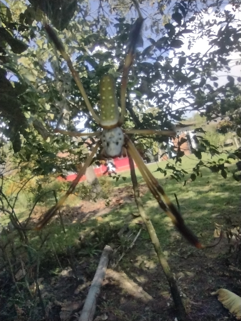 Golden Silk Spider from Manizales, Caldas, Colombia on December 23 ...