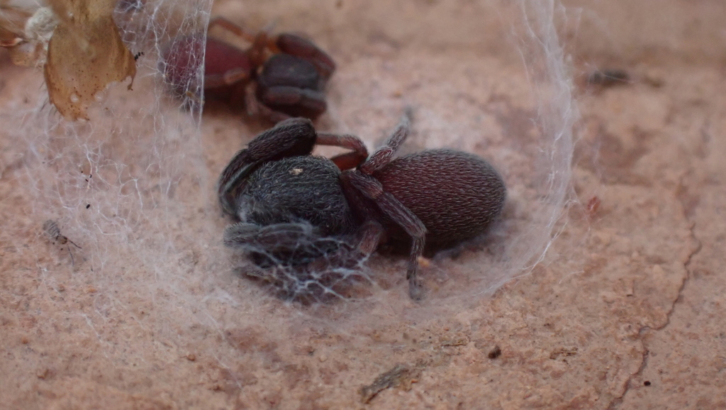 Common Palp-footed Spider from Province de Malaga, Espagne on December ...