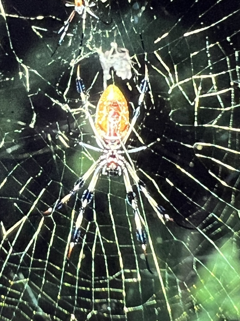 Golden Silk Spider from Everglades National Park, Homestead, FL, US on ...