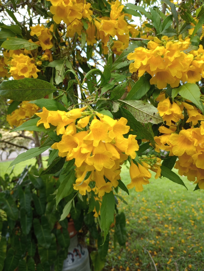 timboco (Diversidad Carrillo) · iNaturalist
