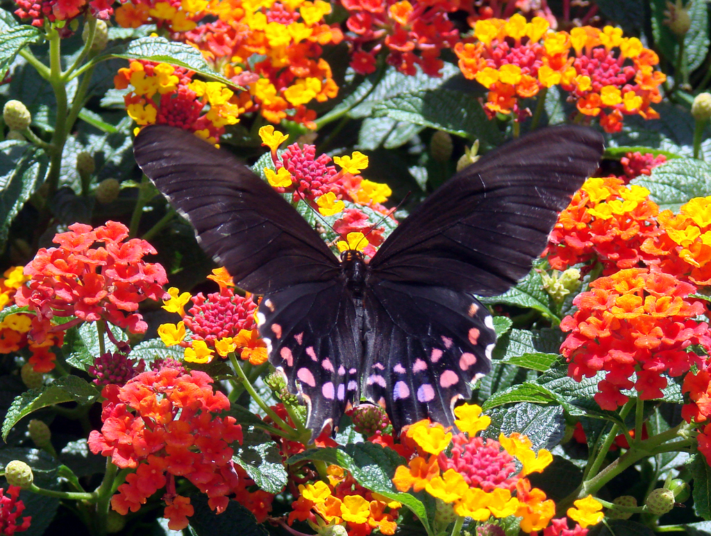 Pink-spotted Swallowtail from Oaxaca on June 13, 2007 by Carlos Galindo ...