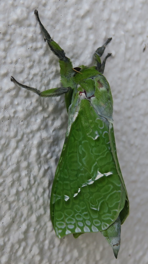 Puriri moth from 317 Mangorei Rd, Merrilands, New Plymouth 4312, New ...
