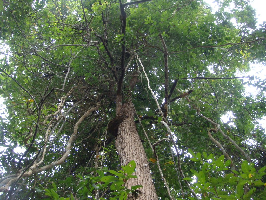(Hopea) - Botanical Realm
