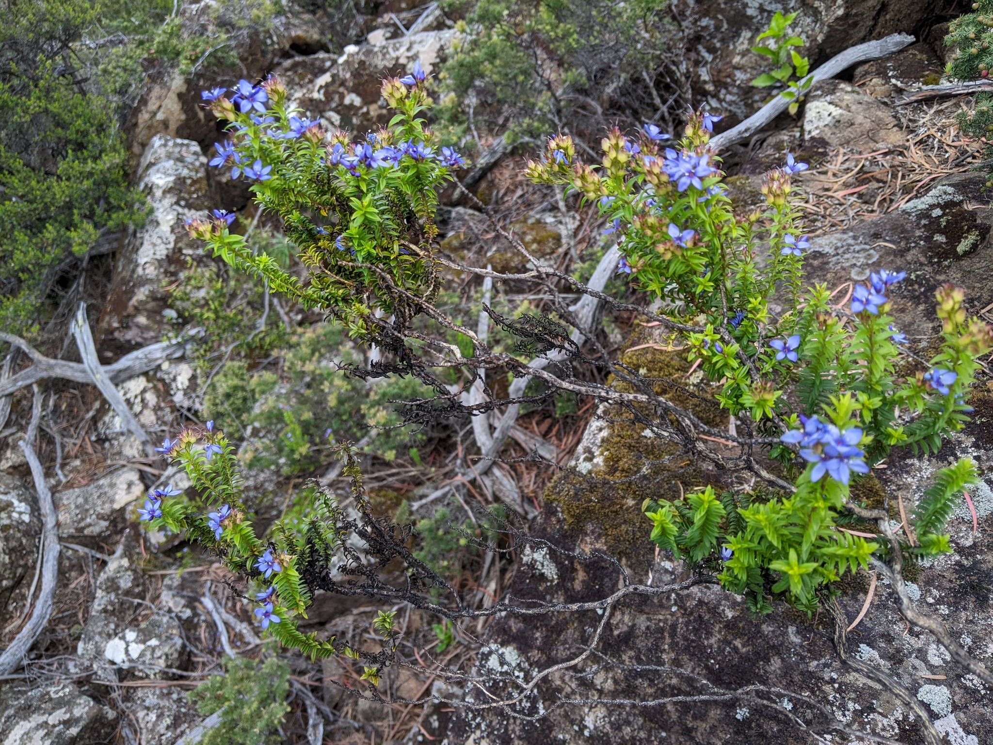 Veronica formosa R.Br.