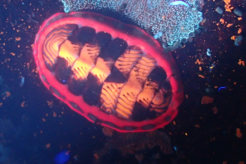 Lined Chiton from San Mateo, California, United States on December 22 ...