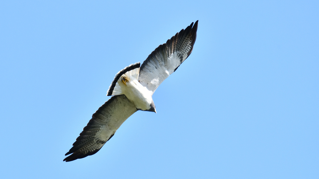 White-tailed Hawk from Montemorelos, N.L., México on December 14, 2022 ...