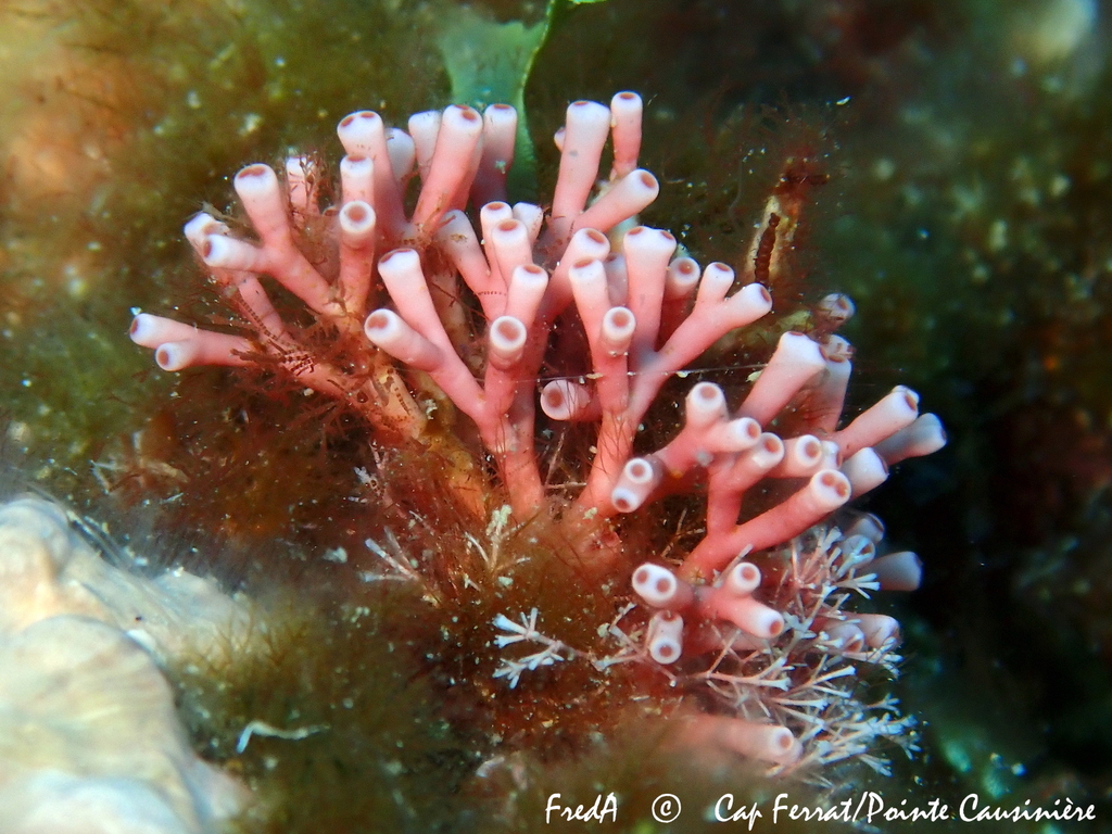 Galaxaura oblongata (Algas marinas de Costa Rica) · iNaturalist
