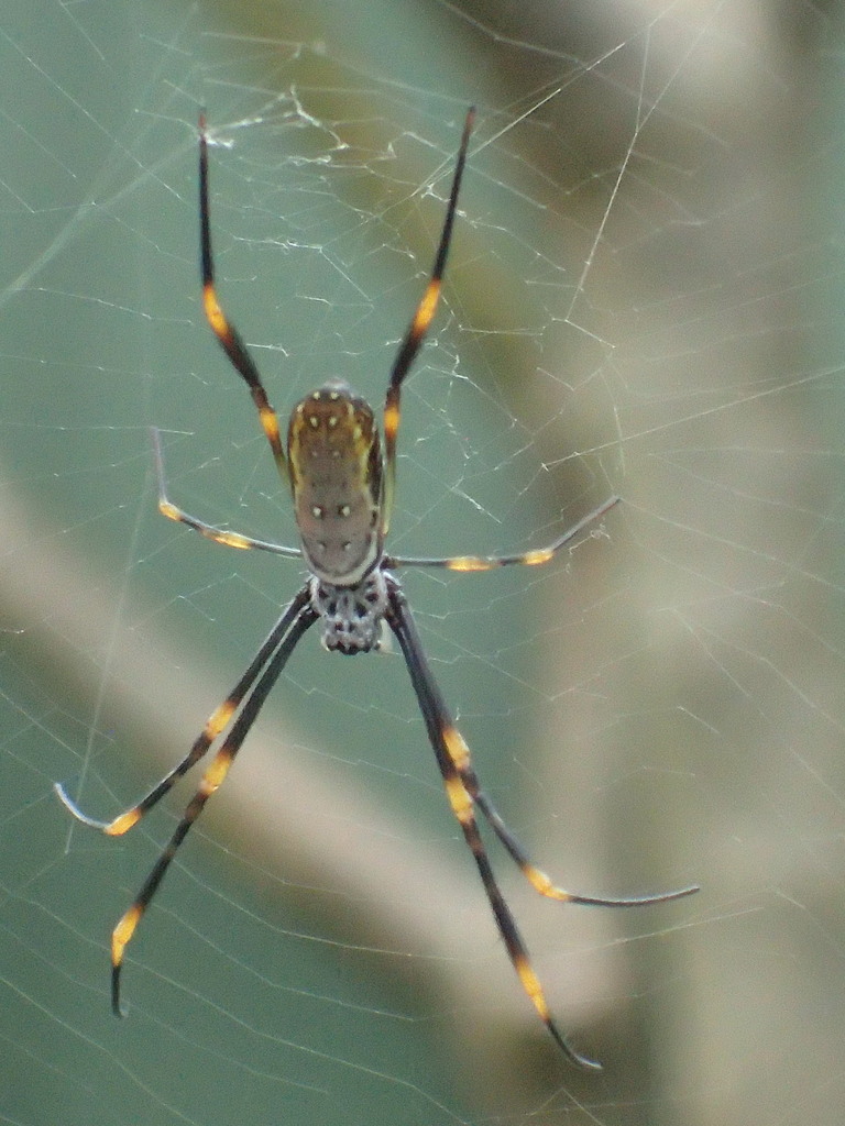 Tiger Spider from Sandstone Point QLD 4511, Australia on December 10 ...