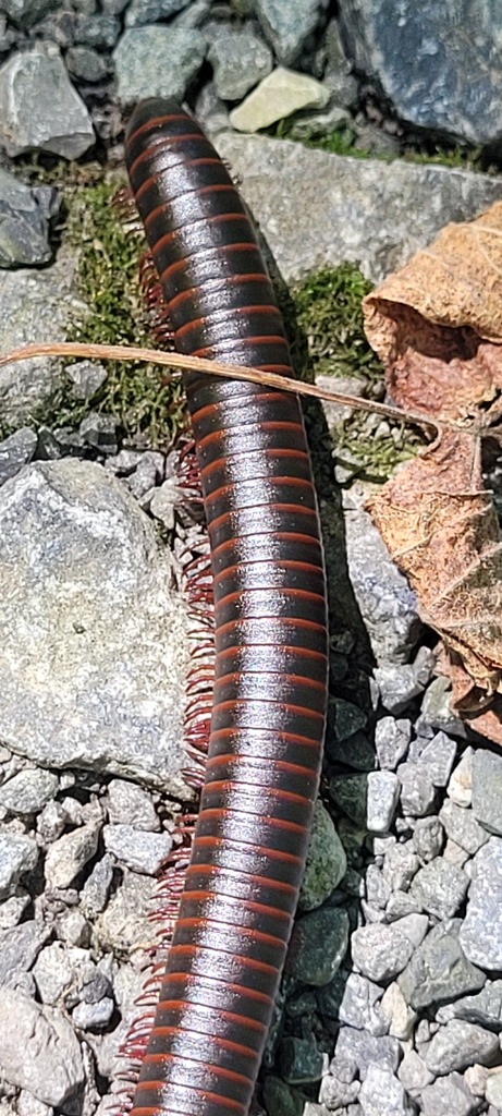 American Giant Millipede Complex from Washington County, MD, USA on ...