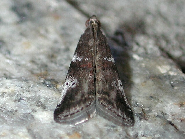 Cranberry Fruitworm Moth from Ward Pound Ridge, Westchester County, NY ...