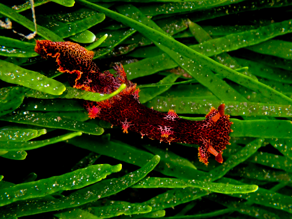 Plocamopherus imperialis from Frazer Beach, New South Wales, Australia ...