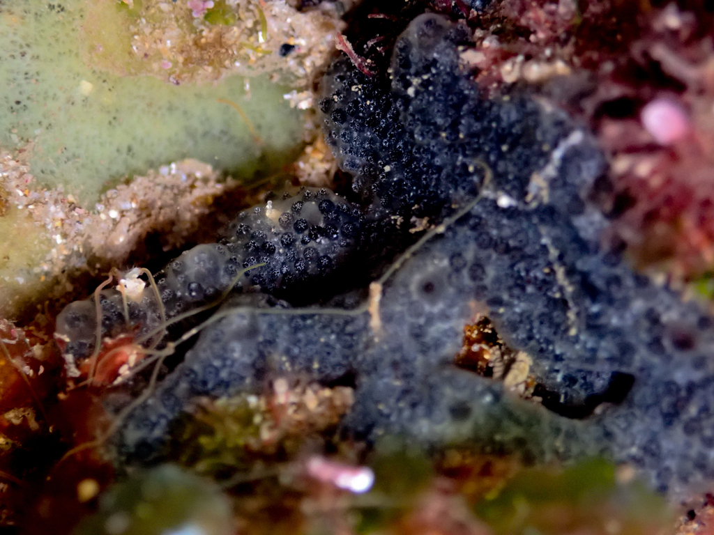 Trididemnum nobile from Frazer Beach, New South Wales, Australia on ...