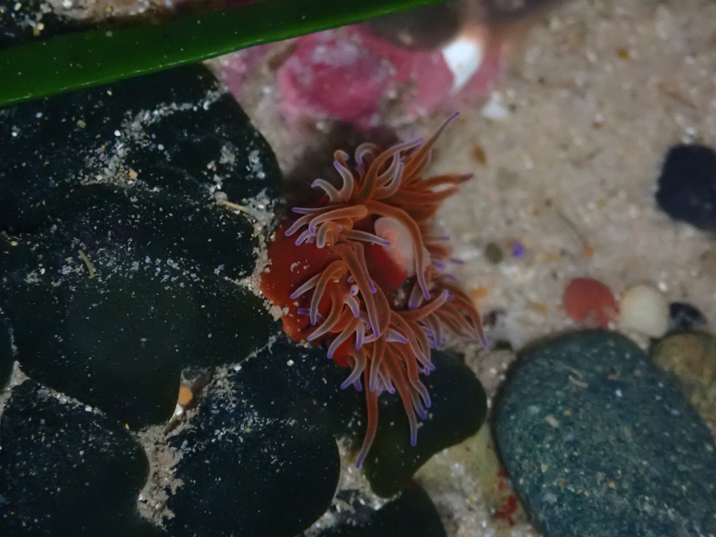 Anemonia mutabilis from Frazer Beach, New South Wales, Australia on ...
