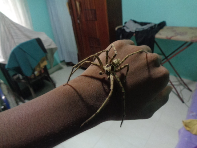 Pantropical Huntsman Spider from Kurunduwatta, Colombo, Sri Lanka on ...