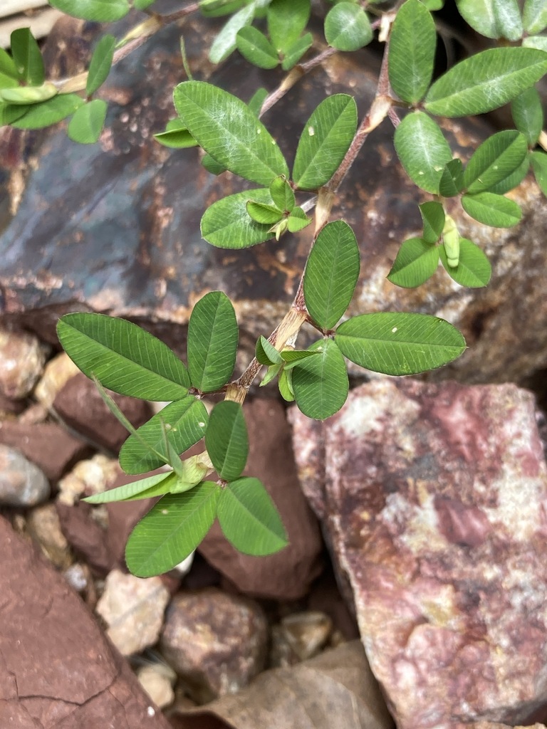 Japanese Clover from North Haven NSW 2443, Australia on December 24 ...