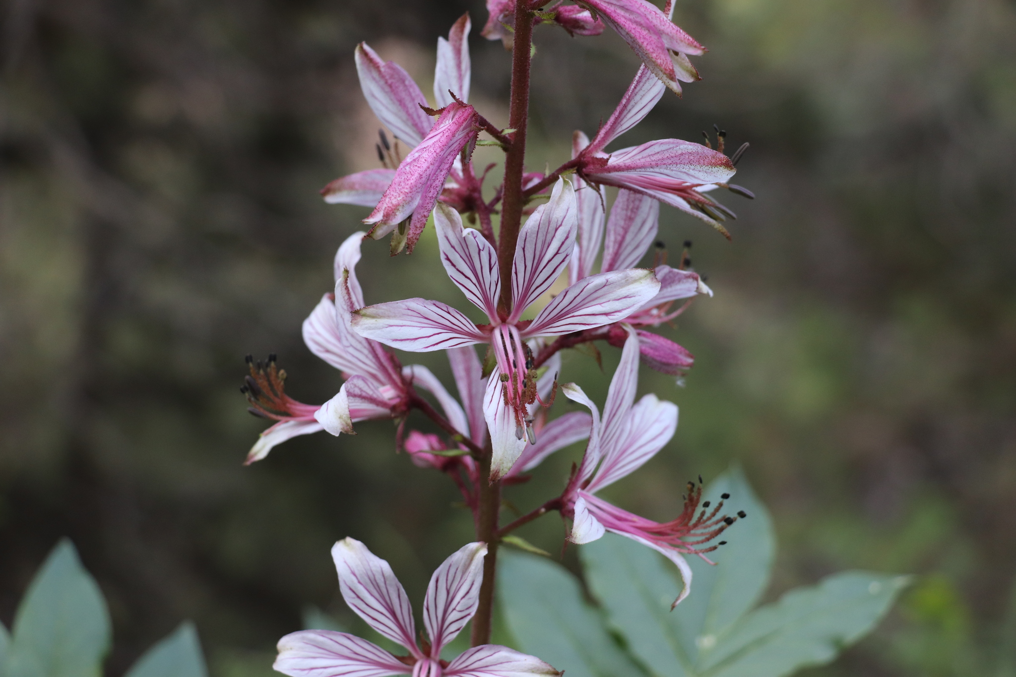 Dictamnus angustifolius G.Don ex Sweet