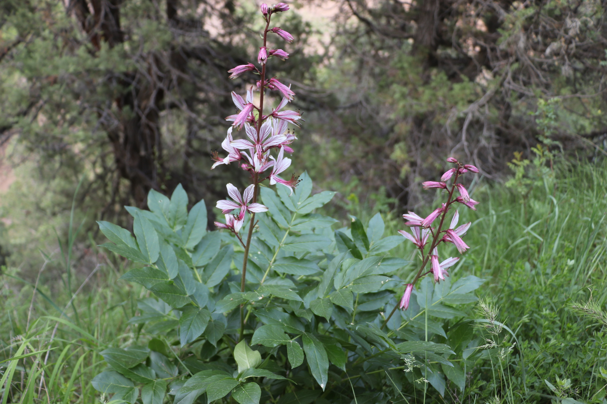 Dictamnus angustifolius G.Don ex Sweet