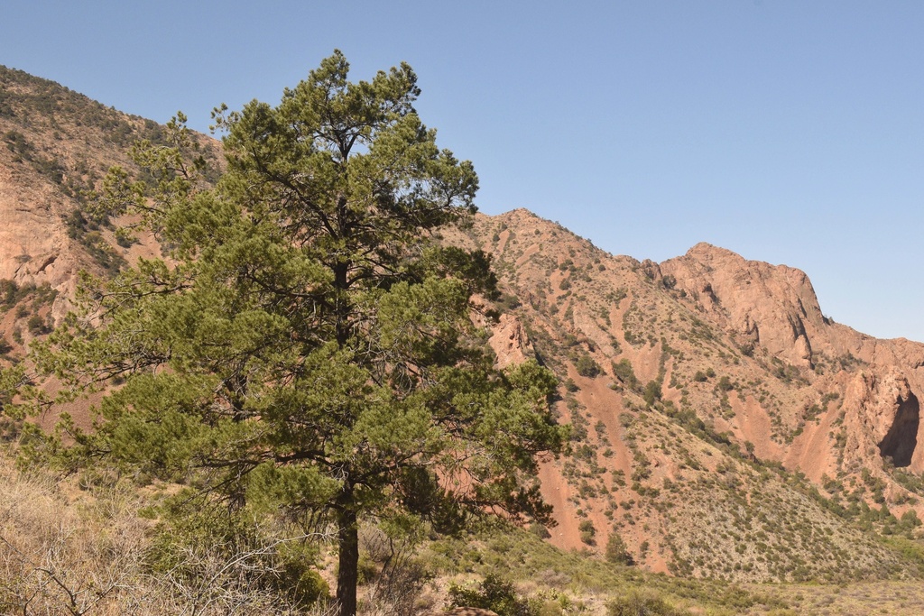 Pinus cembroides cembroides (ttt) · iNaturalist