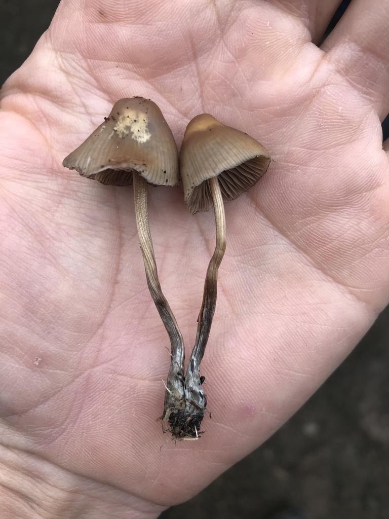 Psilocybe pelliculosa from Salt Point State Park, The Sea Ranch, CA, US ...