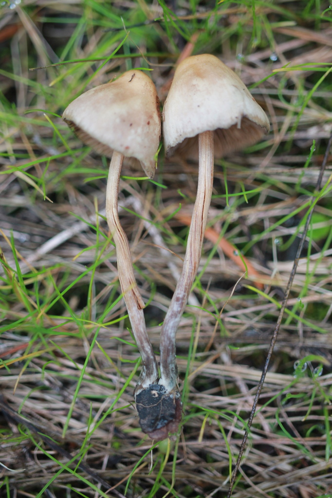 Psilocybe pelliculosa from Annapolis, CA, US on December 23, 2022 at 09 ...