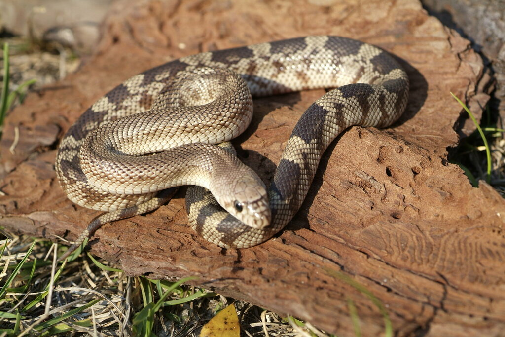 Florida Pine Snake in March 2006 by bobzappalorti. Two-year old ...