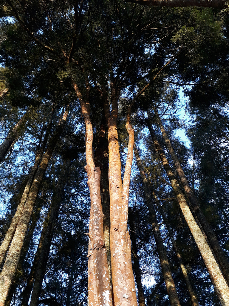 Matai from Hunua, Camp Adair Grounds, by Wairoa River on September 14 ...