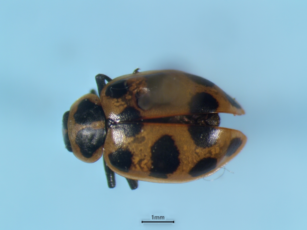 Spotted Pink Lady Beetle from Saint-Adolphe-d'Howard, QC J0T, Canada on ...
