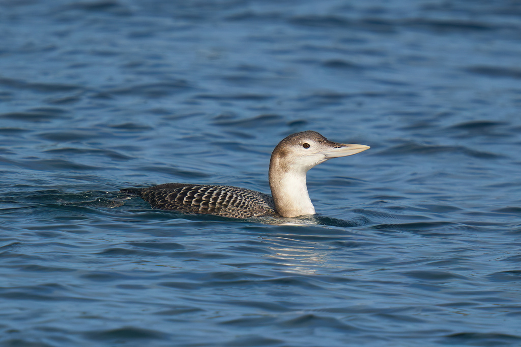 Yellow-billed Loon from Mission Bay, San Diego, CA, USA on December 23 ...