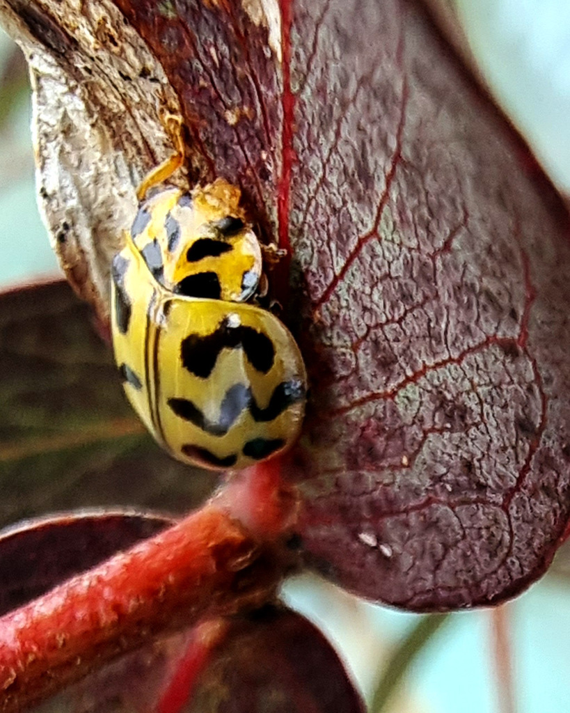Tasmanian Ladybird from Gordon VIC 3345, Australia on December 23, 2022 ...