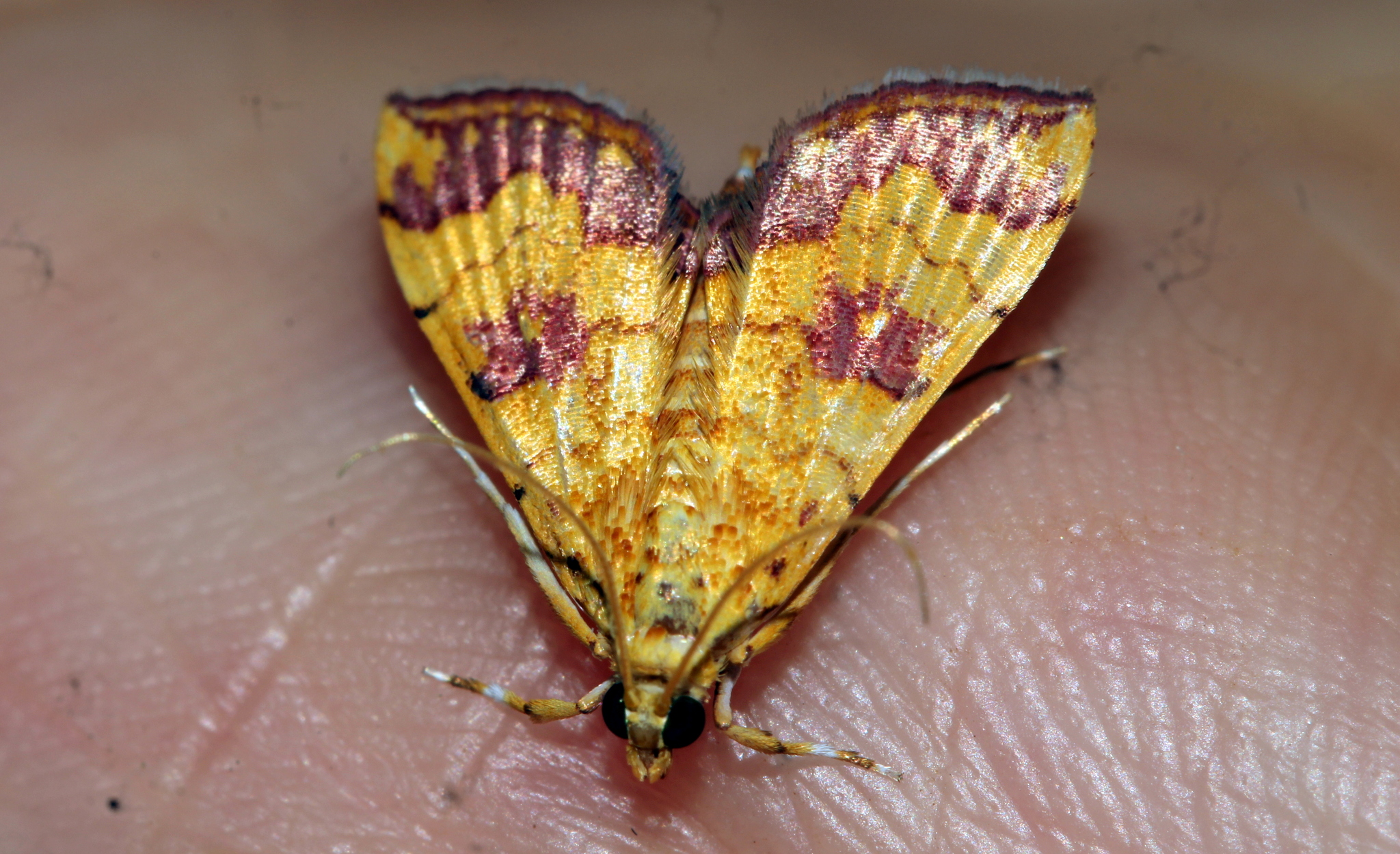 Isocentris filalis Guenée, 1854