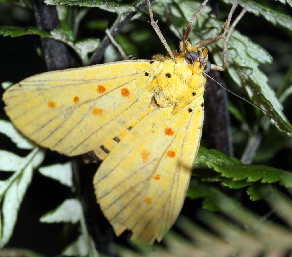 Yellow Tiger Moth from Cairns QLD, Australia on May 25, 2022 at 10:22 ...