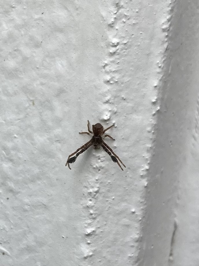 Bearded-legs Crab Spider from French Ave, Edithvale, VIC, AU on ...