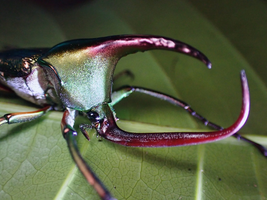 Theodosia viridiaurata from Sabah, Malaysia on October 28, 2022 at 04: ...