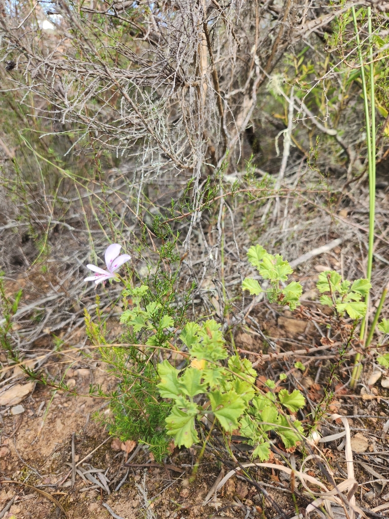 Rose-camphor Storksbill from Cape Winelands, ZA-WC, ZA on December 24 ...