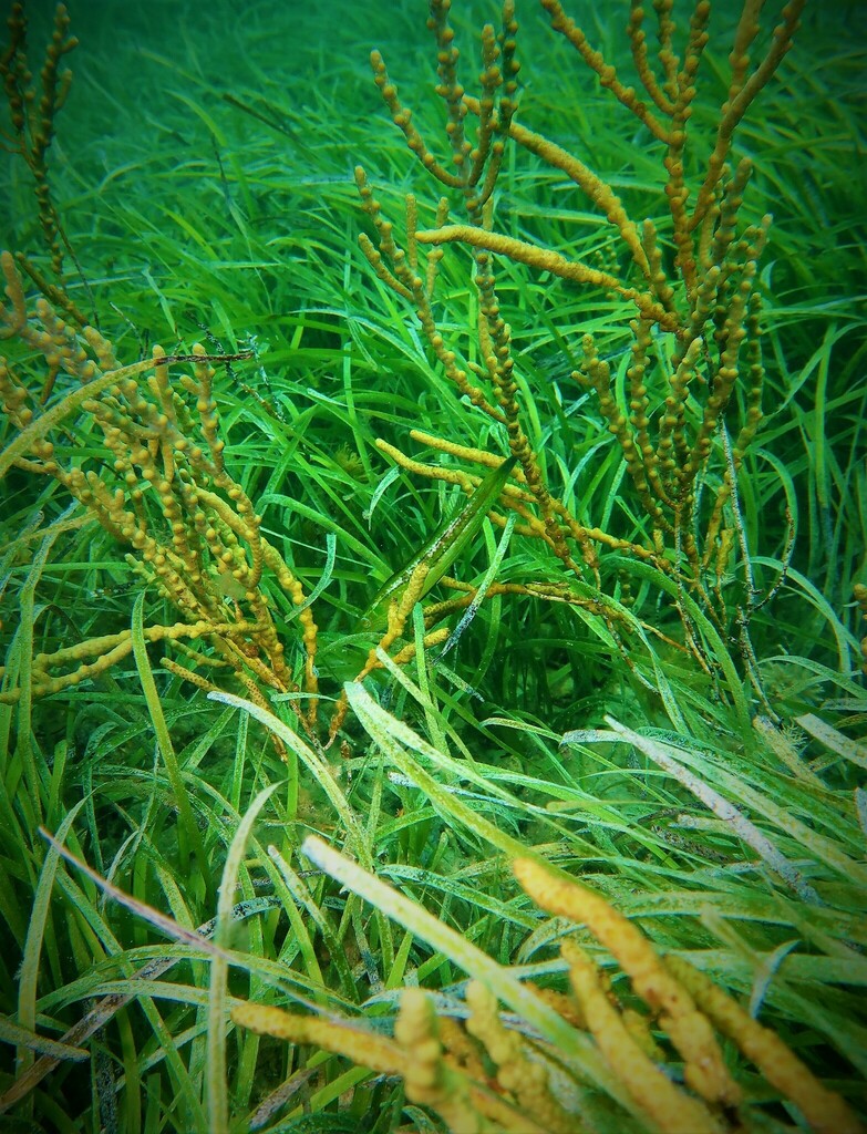 Long-rayed Weed Whiting from Second Valley SA 5204, Australia on ...