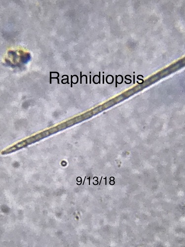Genus Raphidiopsis · iNaturalist