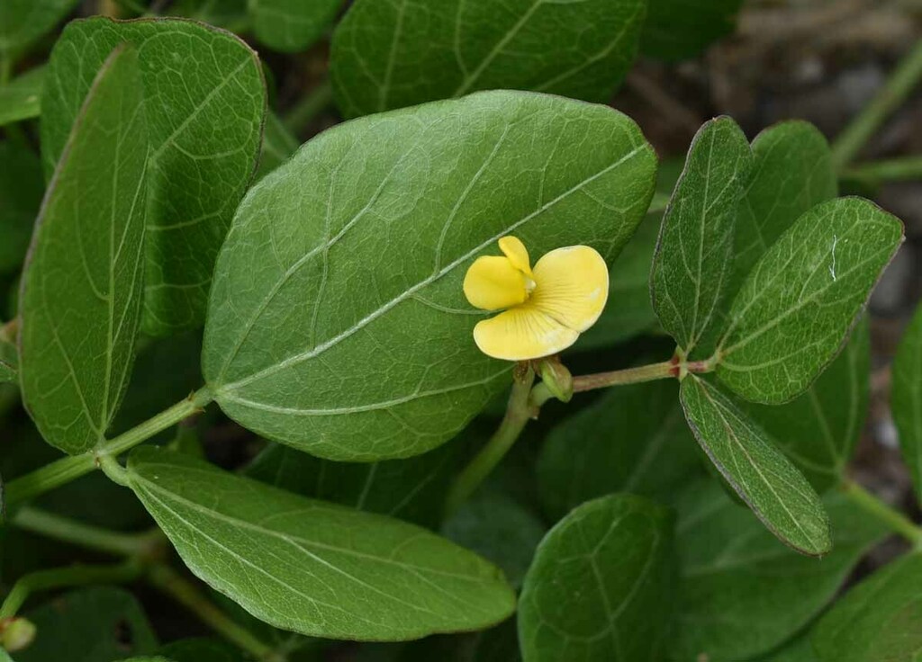 beach pea (Vigna marina) - Botanical Realm